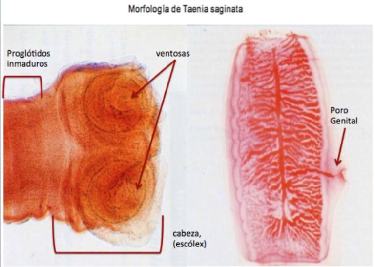 Morfología de Taenia saginata: Anatomía de un parásito intestinal